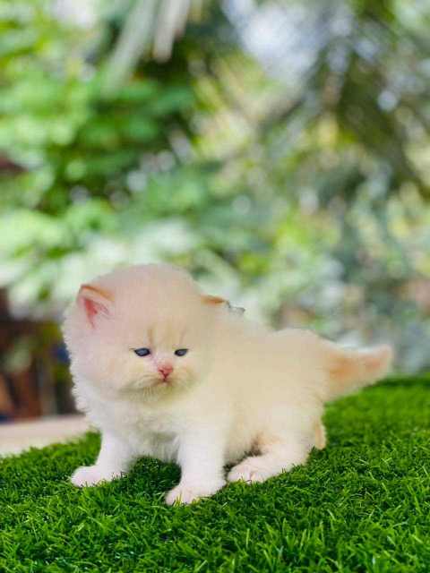 Find Purebred Kittens & Cats for sale India | Mr n Mrs Pet
