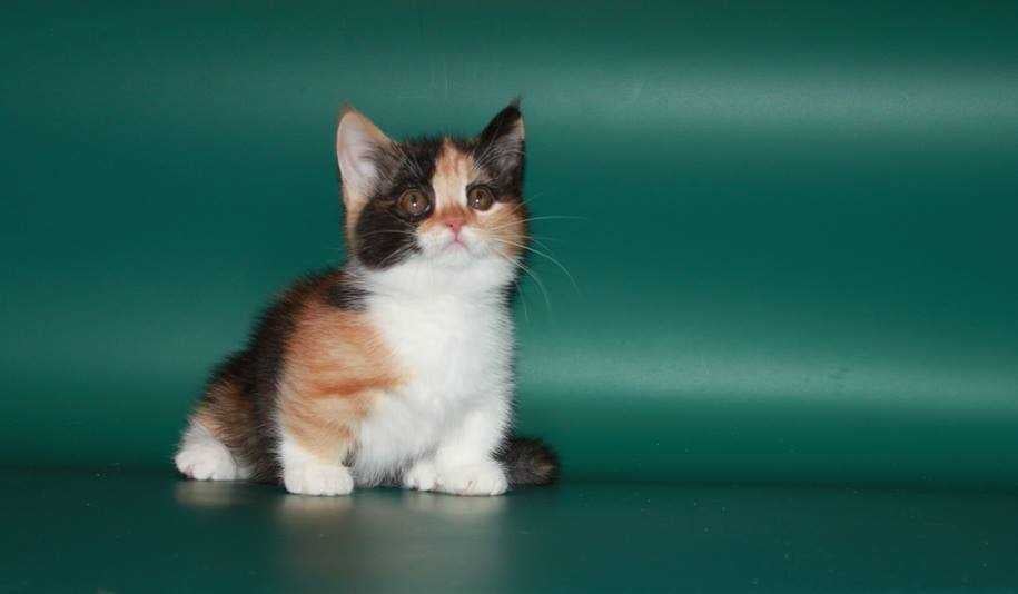 Find Purebred Kittens & Cats for sale in Delhi | Mr n Mrs Pet