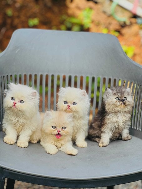 Find Purebred Kittens & Cats for sale in Bangalore | Mr n Mrs Pet