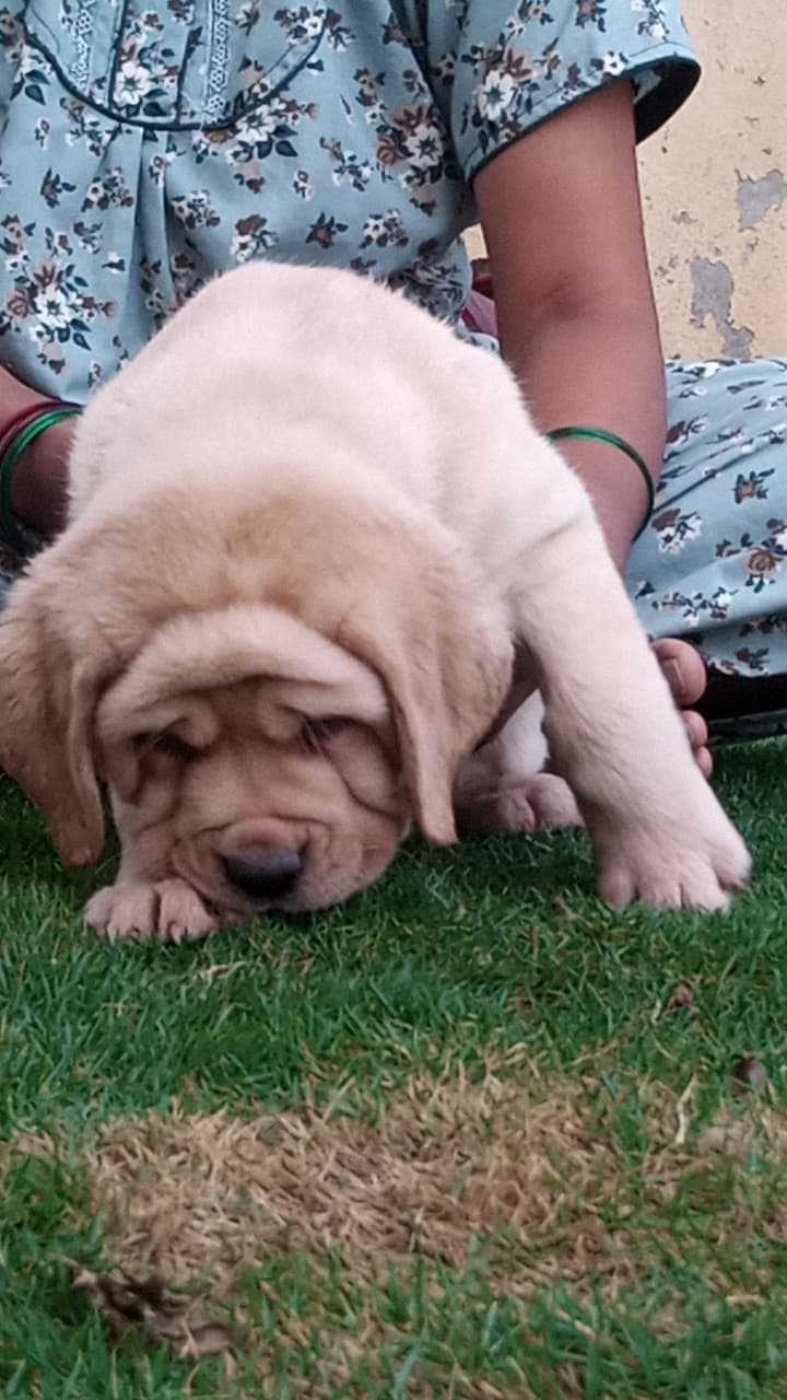 Labrador Retriever Puppies For Sale In India | Mr n Mrs Pet