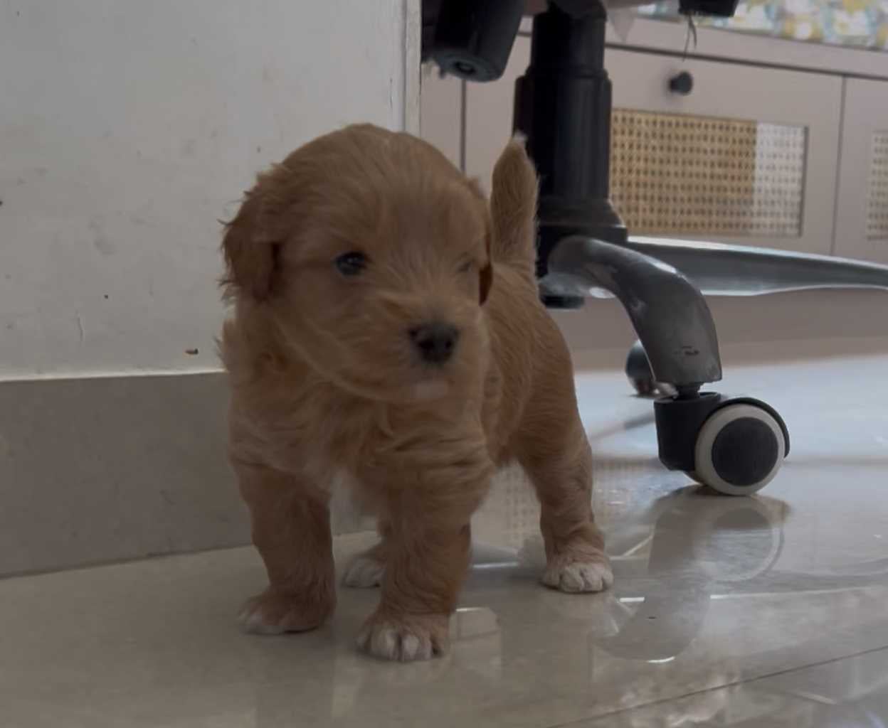 Maltipoo Puppies For Sale In India | Mr n Mrs Pet