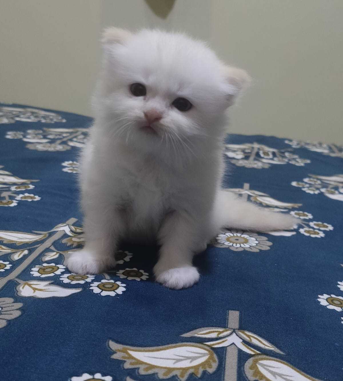Find Purebred Kittens & Cats for sale in Delhi | Mr n Mrs Pet