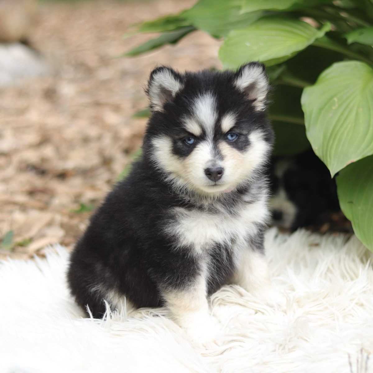 Find Purebred Puppies & Dogs for sale in Gurgaon