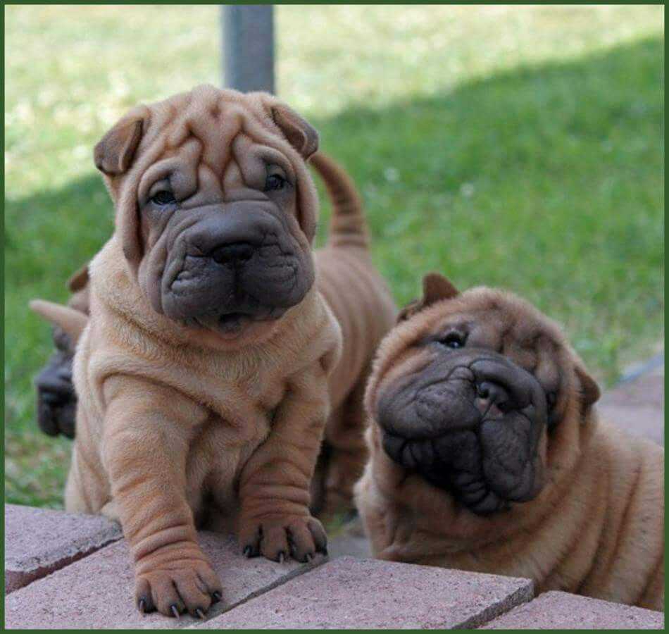 Find Purebred Puppies & Dogs for sale in Delhi