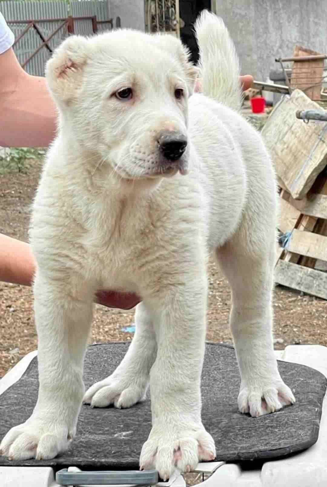 Alabai Puppies For Sale In India | Mr n Mrs Pet