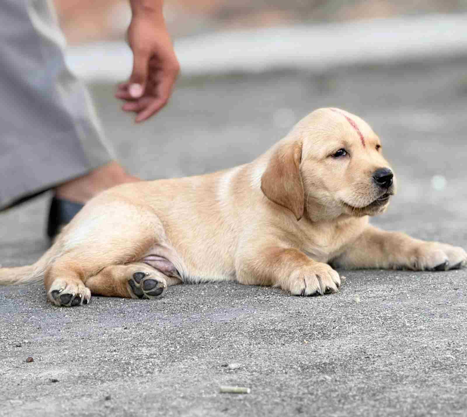 Labrador Retriever Puppies For Sale In India | Mr n Mrs Pet