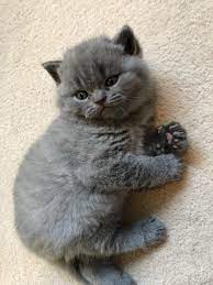 Find Indian Breed Cats and Kittens for sale in India | Mr n Mrs Pet