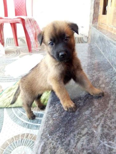 Find Purebred Golden Shepherd Dogs and Puppies for sale | Mr n Mrs Pet