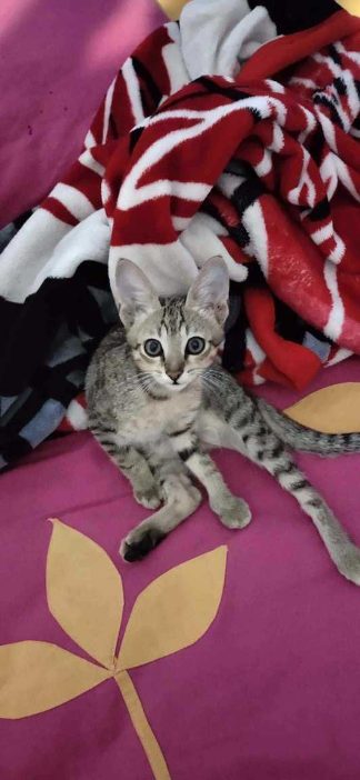 Cats for Adoption in India | Adopt Pet Cats near you - Mr n Mrs Pet