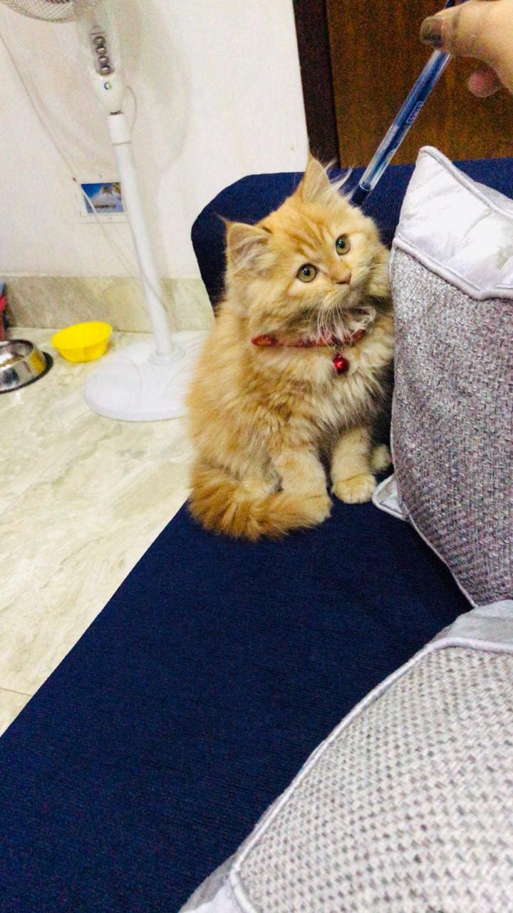 Find Purebred Persian Kittens for sale India | Mr n Mrs Pet