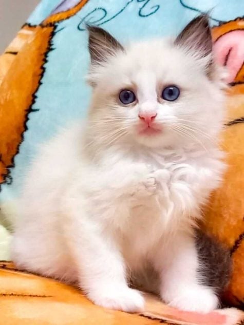 Find Purebred Persian Kittens for sale India | Mr n Mrs Pet