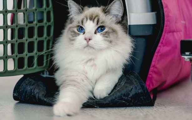 Find Purebred Cats and Kittens for sale in Hyderabad | Mr n Mrs Pet
