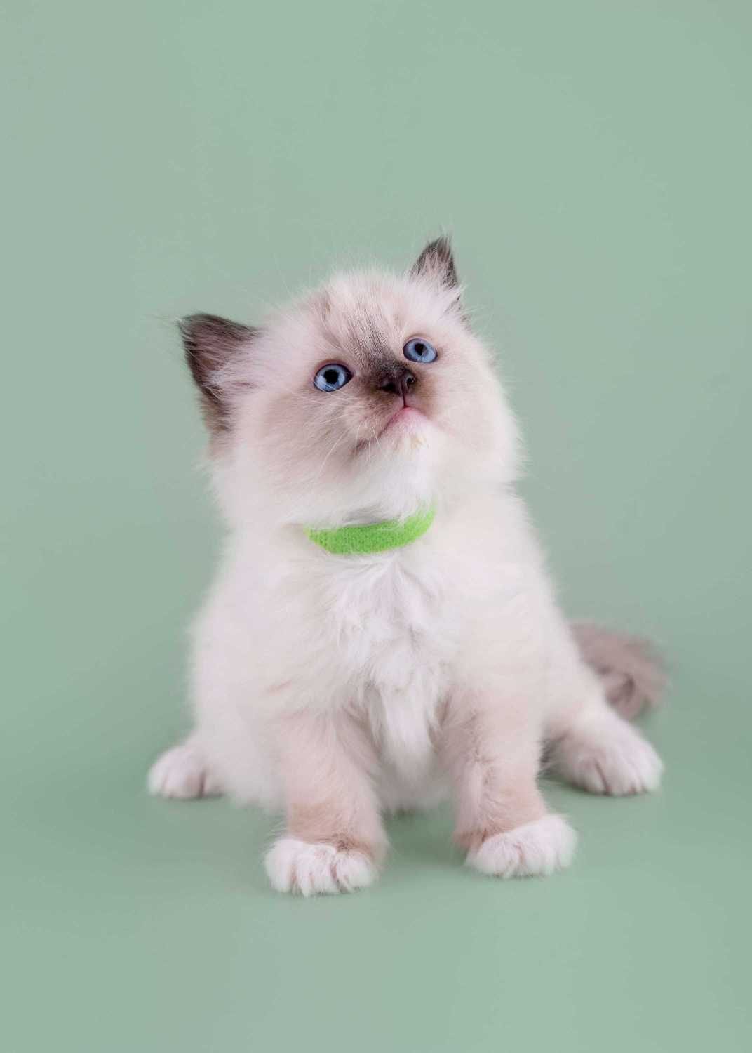 Find Purebred Cats and Kittens for sale in Hyderabad | Mr n Mrs Pet