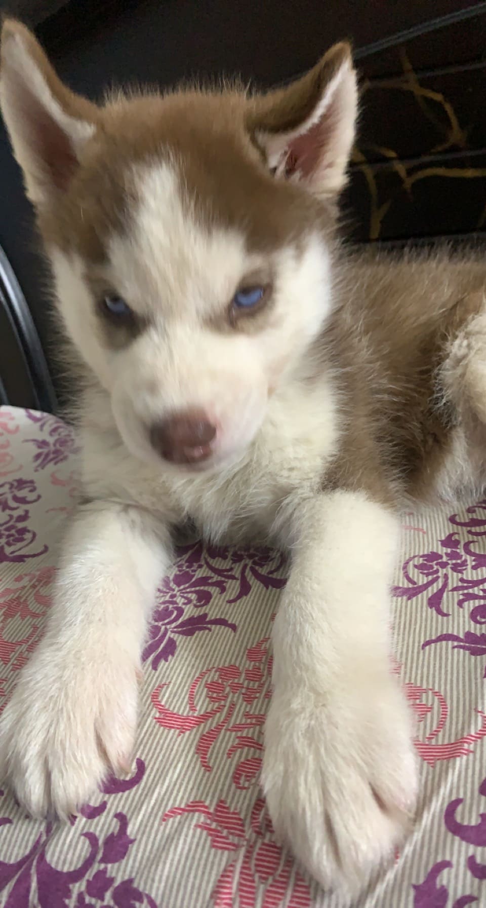 Siberian Husky Price in India - Buy Puppies online at Mr n Mrs Pet