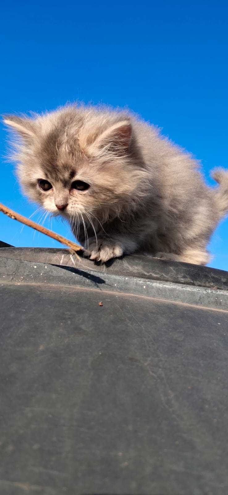 Find Purebred Kittens & Cats for sale in Jabalpur | Mr n Mrs Pet
