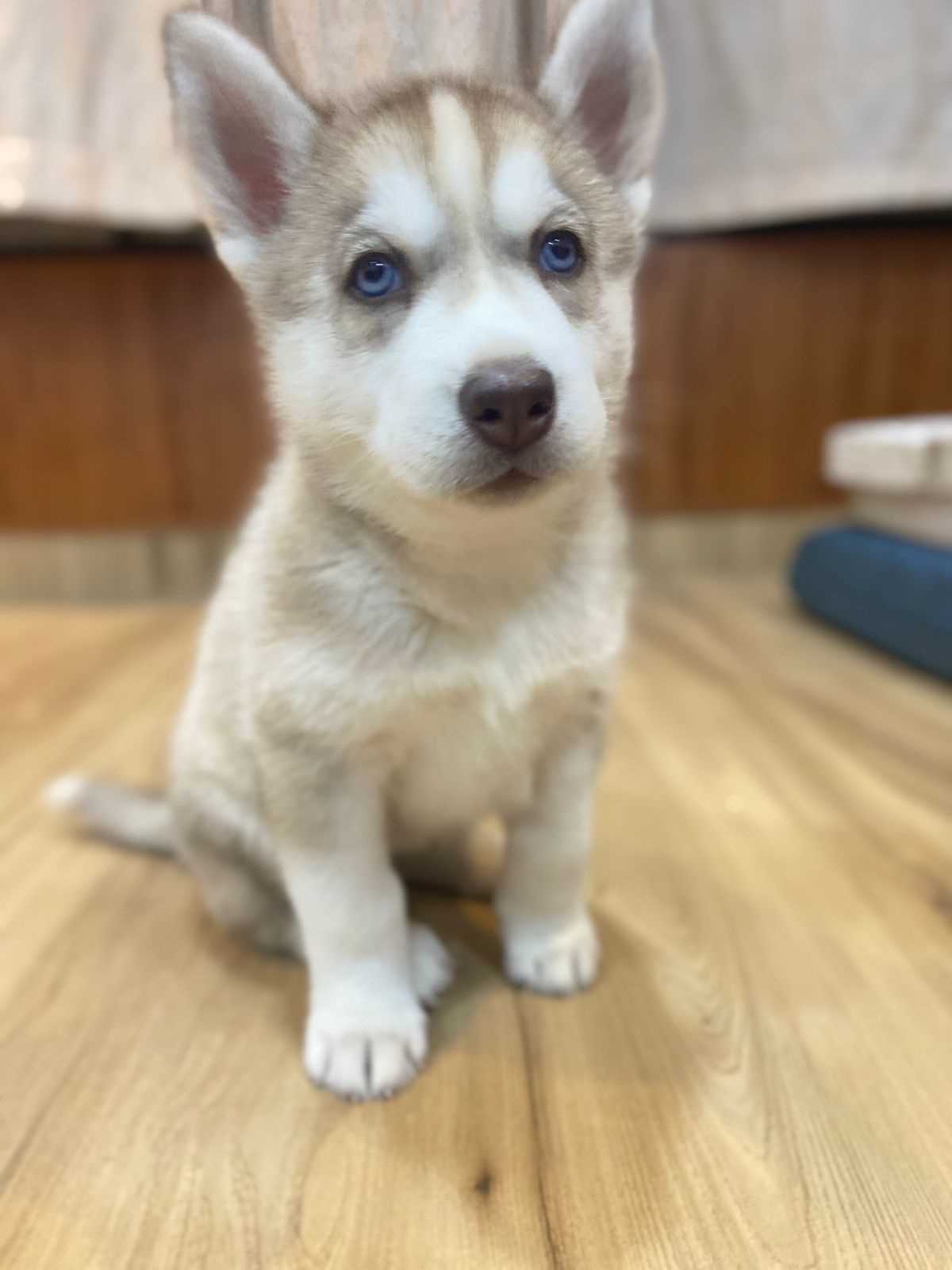 Siberian Husky Price in India - Buy Puppies online at Mr n Mrs Pet