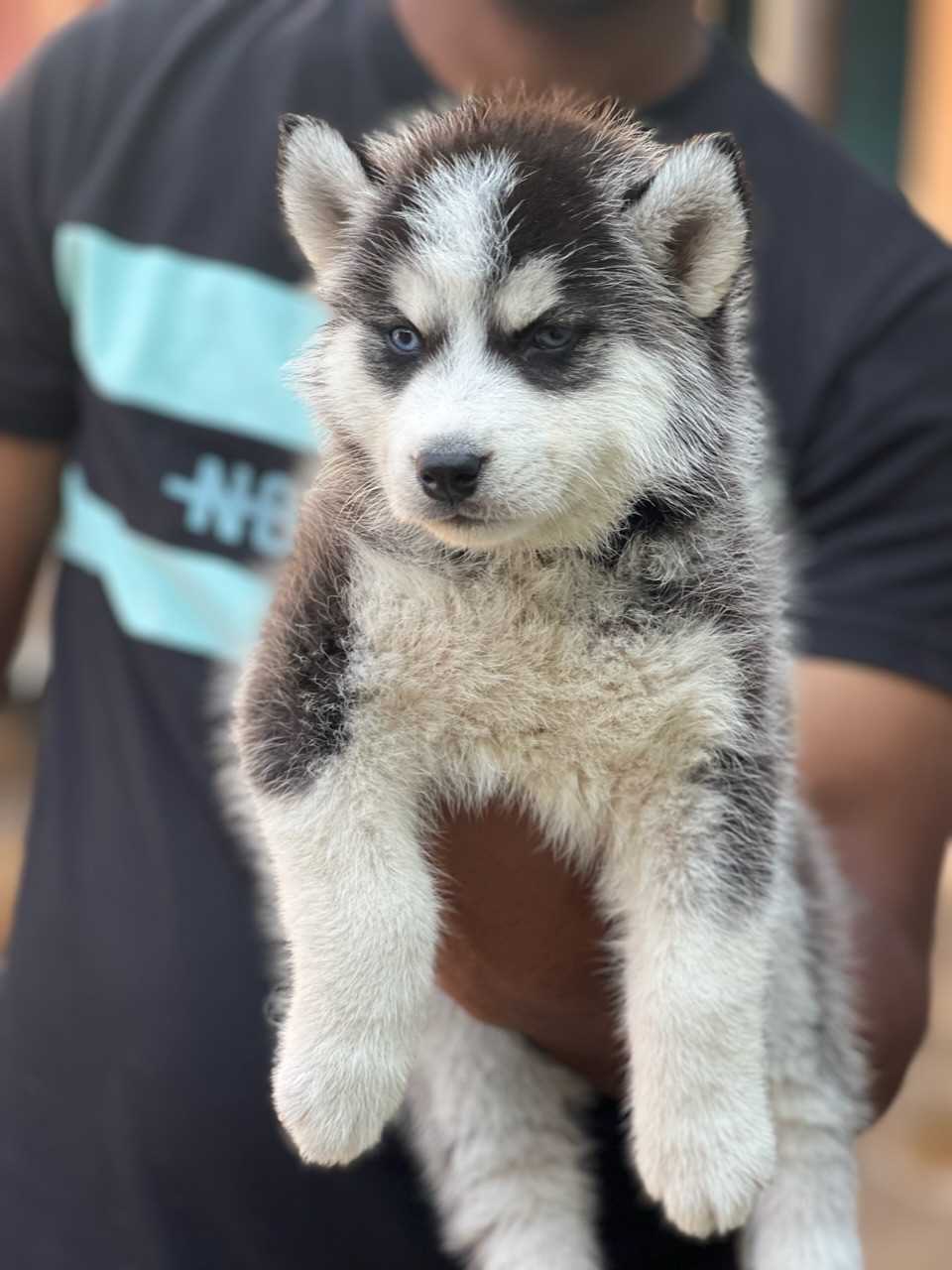 Leonberger Husky Mix