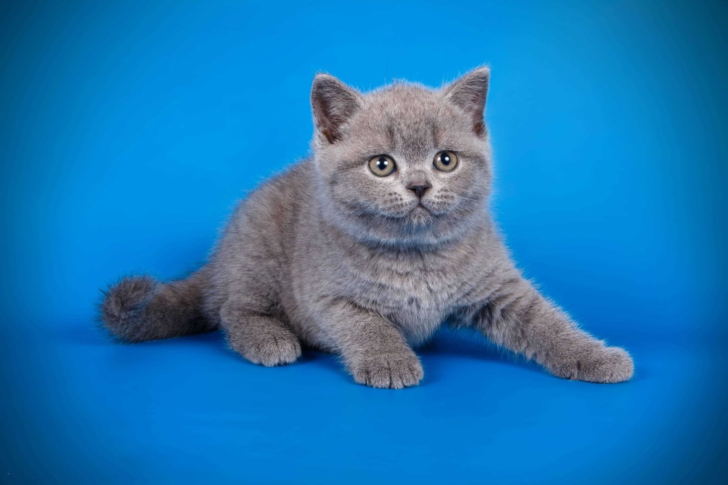 Find Purebred Cats and Kittens for sale in Bangalore | Mr n Mrs Pet