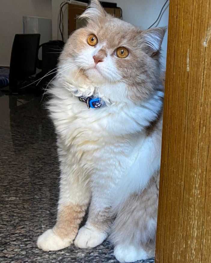 Cat Mating Services | Cat Stud Services | Mr n Mrs Pet