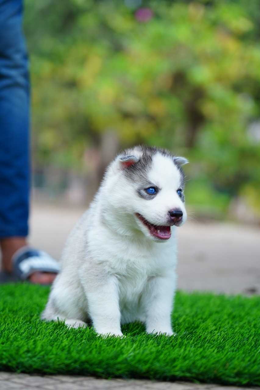 Find Purebred Siberian Husky Dogs and Puppies for sale | Mr n Mrs Pet