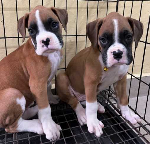 Boxer Puppies For Sale In India | Mr n Mrs Pet