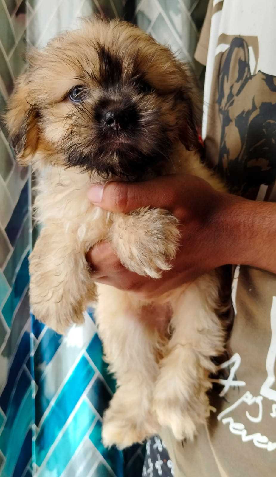 Lhasa apso Puppies For Sale In India | Mr n Mrs Pet