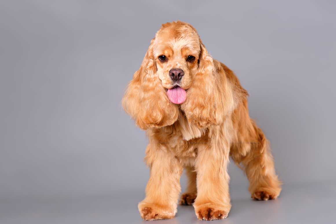 12 Budget Friendly Dog Breeds in India | Mr n Mrs Pet