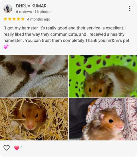 Hamsters For Sale In India At An Affordable Price