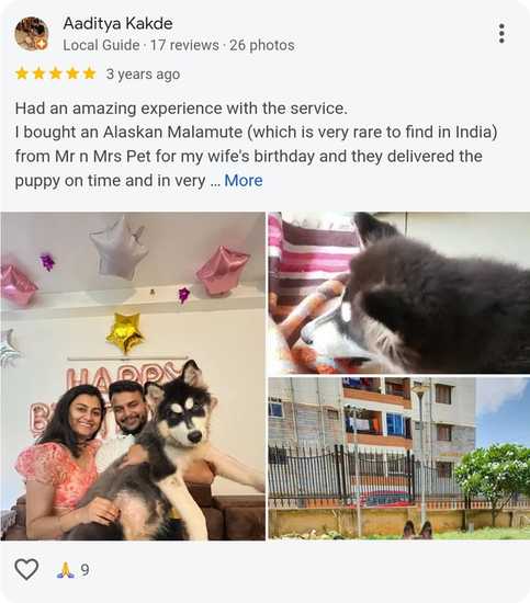 Hamsters For Sale In India At An Affordable Price