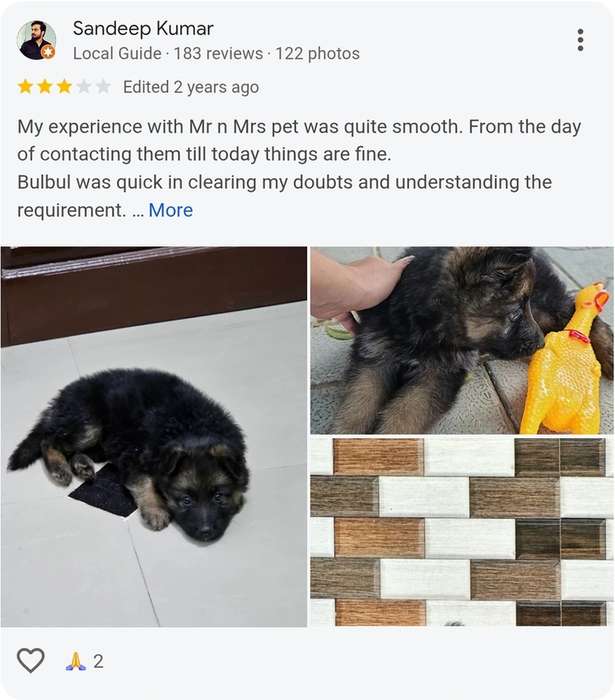 Hamsters For Sale In India At An Affordable Price
